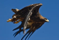 Friday Eagle Blogging