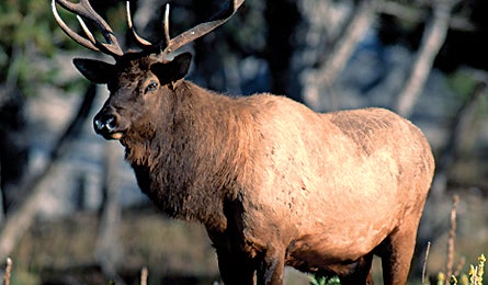 Predator-Prey Relationships