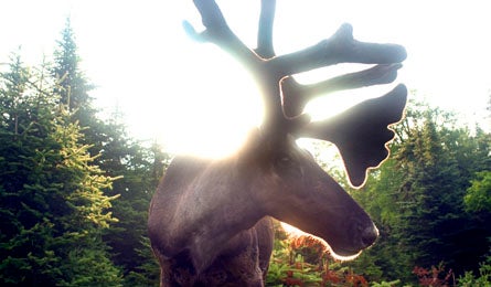 Caribou Country: Video, Photos, and GPS Trip