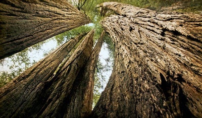 How Many Trees Per Person?