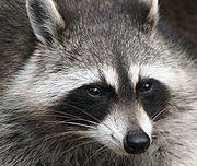 Roasted Raccoon