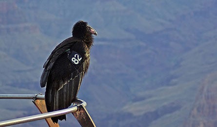 $40,500 Reward for Condor Shooters