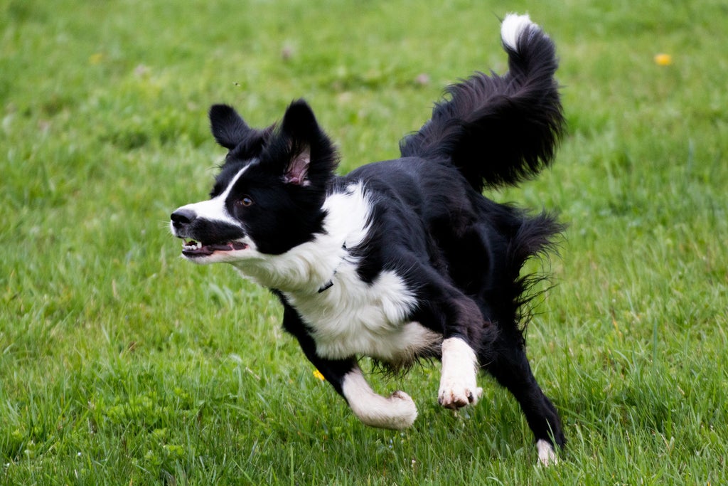 Keep Your Dog's Energy Up on the Trail