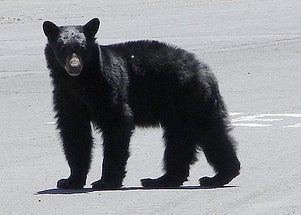 Aspen Bears In For A Shock