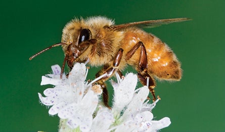 The Ultimate First-Aid Manual: Animal & Insect Bites