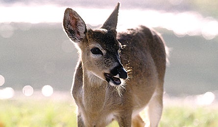 Natural Wonders: America's Smallest Deer