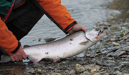 Fly Fishing Mystery Alaska: A Fish Story