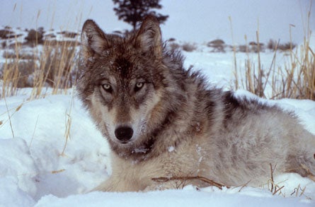 The Death of Yellowstone s Druid Wolf Pack