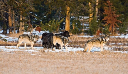 Wildlife: Where to See Wolves