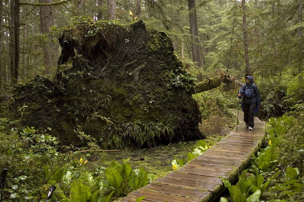 Olympic National Park: Cape Alava Loop