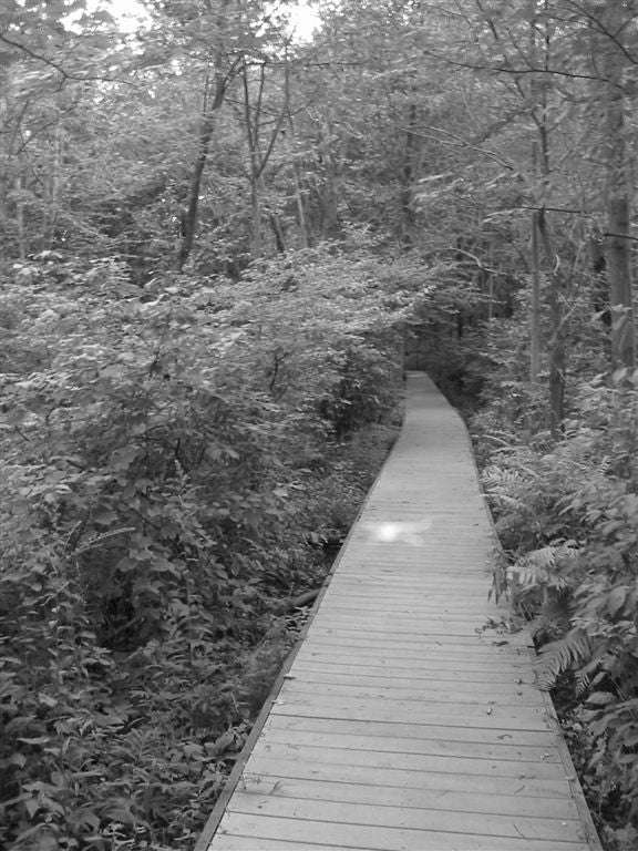 Indiana Dunes National Lakeshore: Cowles Bog Loop