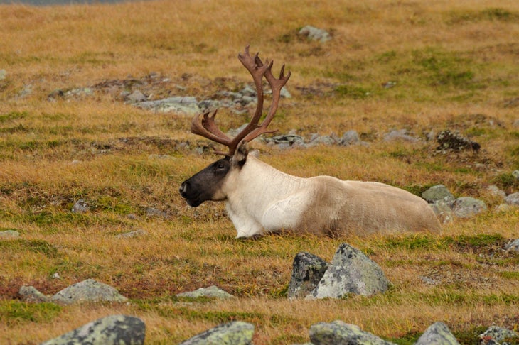 Parc National de la Gaspésie, Quebec: International Appalachian Trail