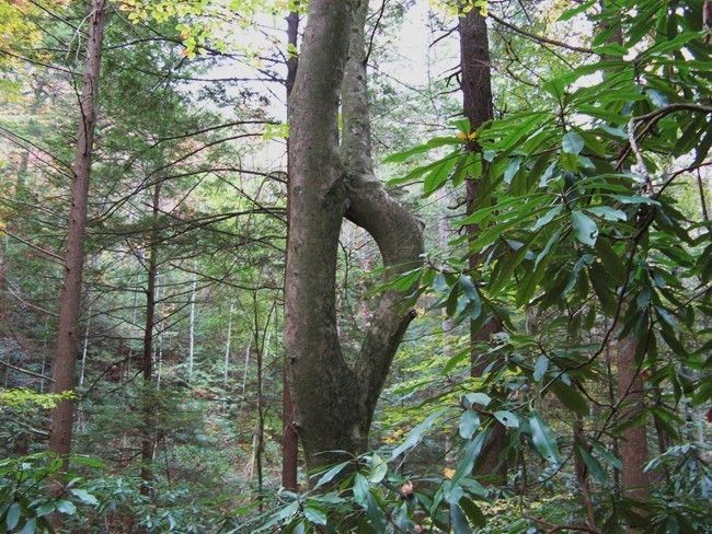 Knoxville: Knobby Rock Loop