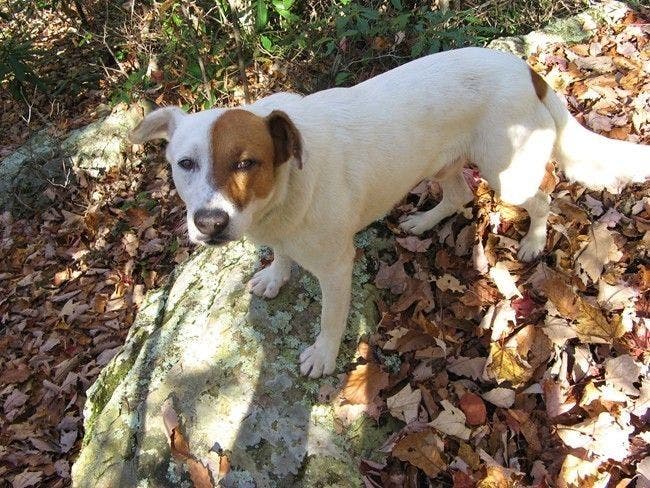 Knoxville: Knobby Rock Loop