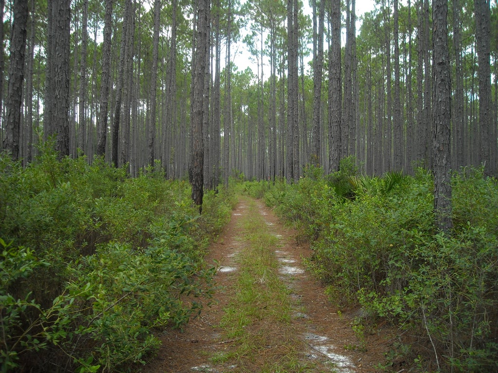 See The Animal Kingdom on This 9-Mile Section Of The Florida Trail ...