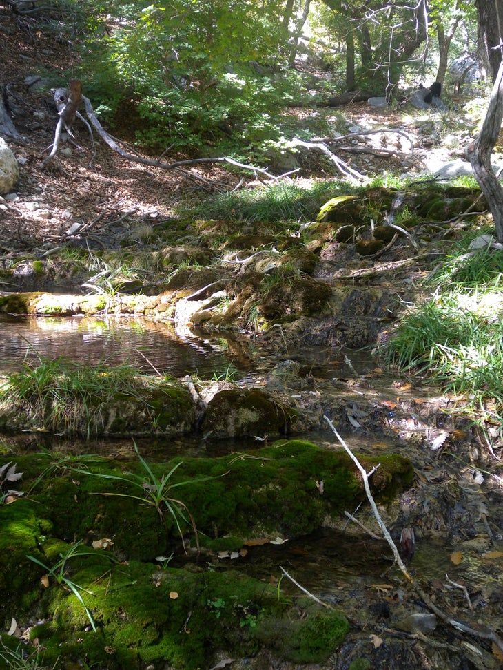 Guadalupe Mountains National Park: Smith Springs