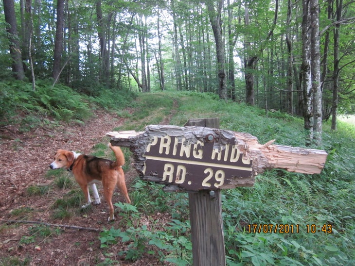 Morgantown, WV: Spruce Knob via Spring Ridge Trail