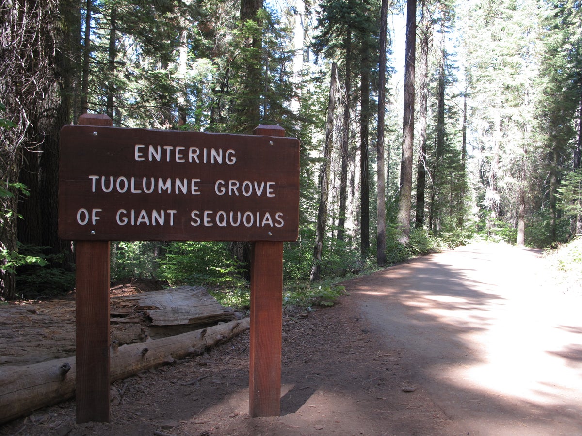 Yosemite National Park: Tuolumne Grove And Hodgdon Meadow