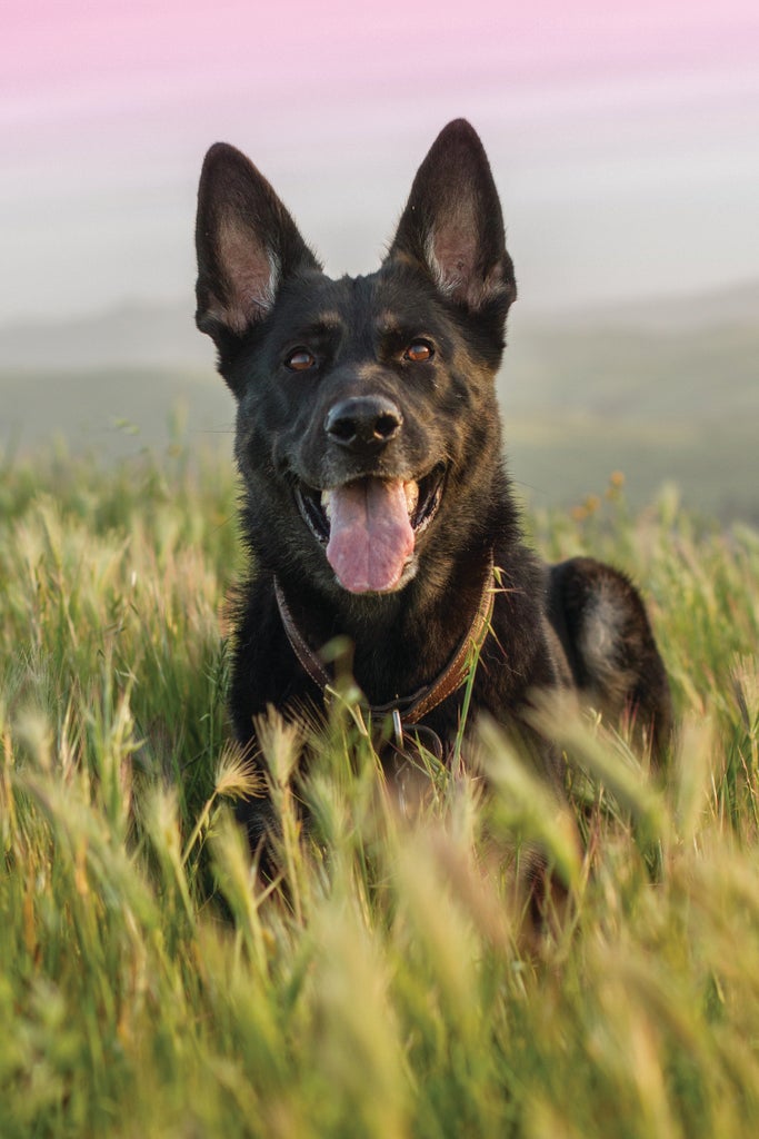 This SAR Dog May Save Your Life