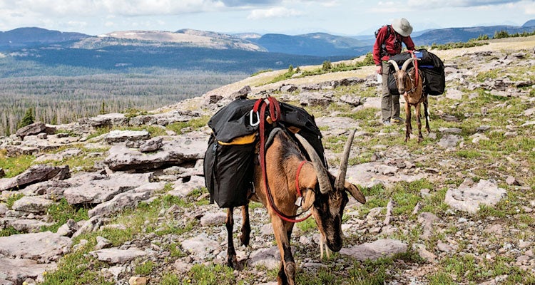 Goatpacking Is a Whole New Way to Hike