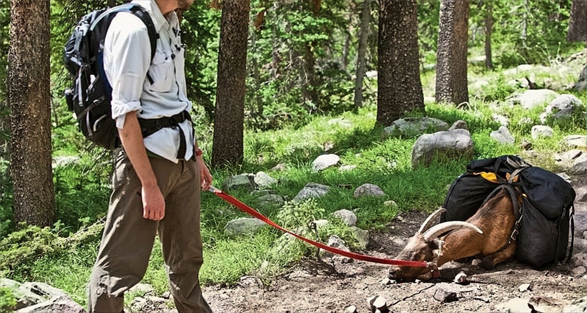 Goatpacking Is a Whole New Way to Hike