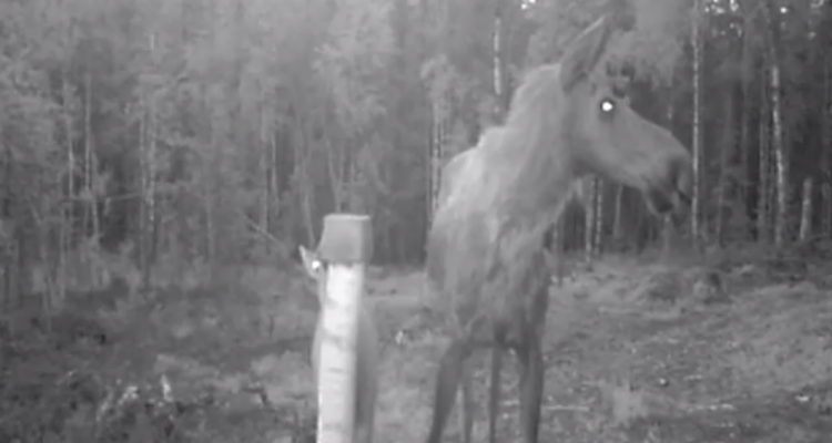 Watch a Moose Defend Her Calf From Wolves