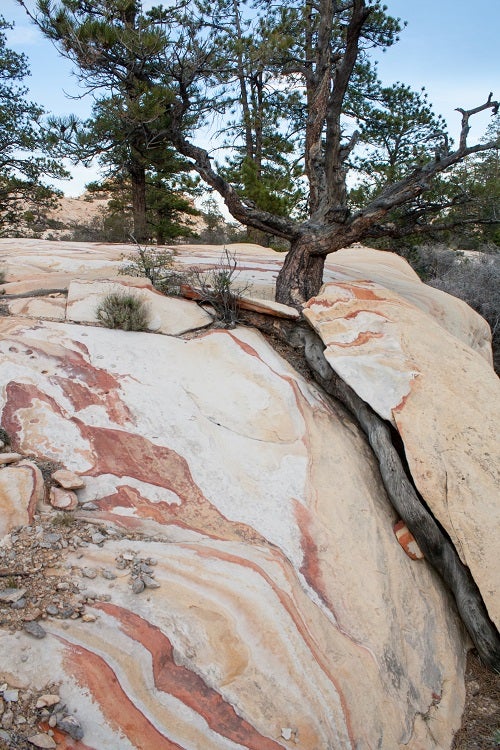 Las Vegas, NV: Little Zion