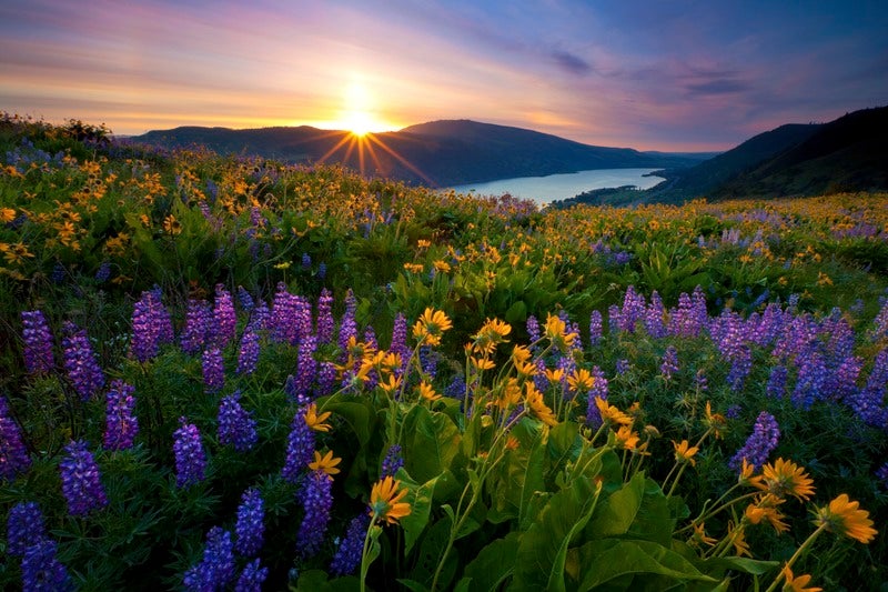 Gorgeous Wildflower Photos