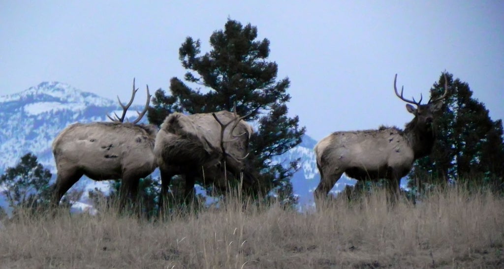 Yellowstone National Park: Beaver Ponds Loop
