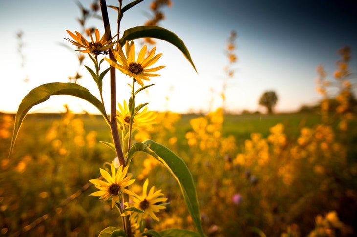 Gorgeous Wildflower Photos