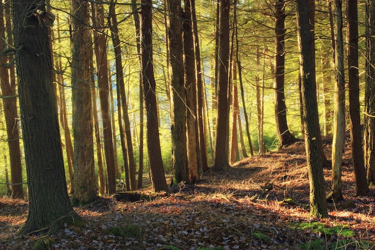 10 Cool Trail Facts from the American Hiking Society