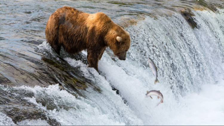 NPS Investigates Bear Deaths Caught on Camera