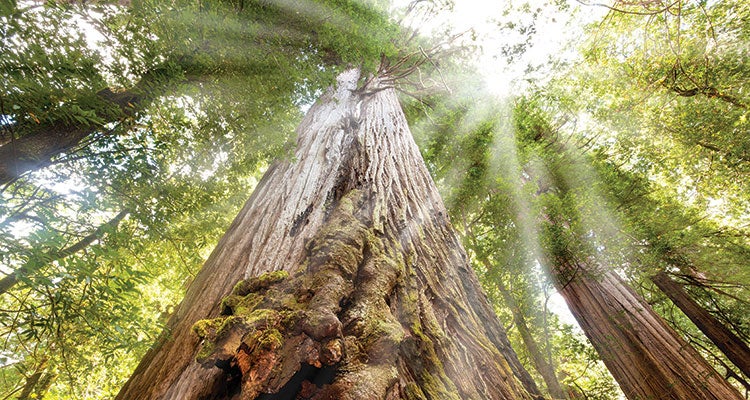 The Best Views in the National Parks: Tall Trees Grove