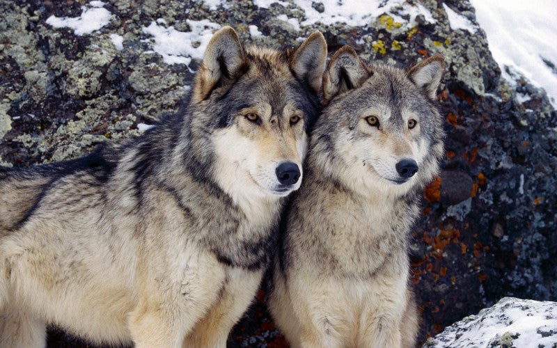 What Does the “War on Wolves Act” Mean For Predators in America?
