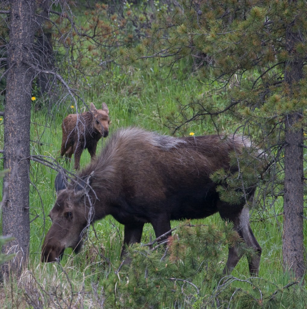 Moose Attacks Jamestown, Colorado Woman in Her Backyard