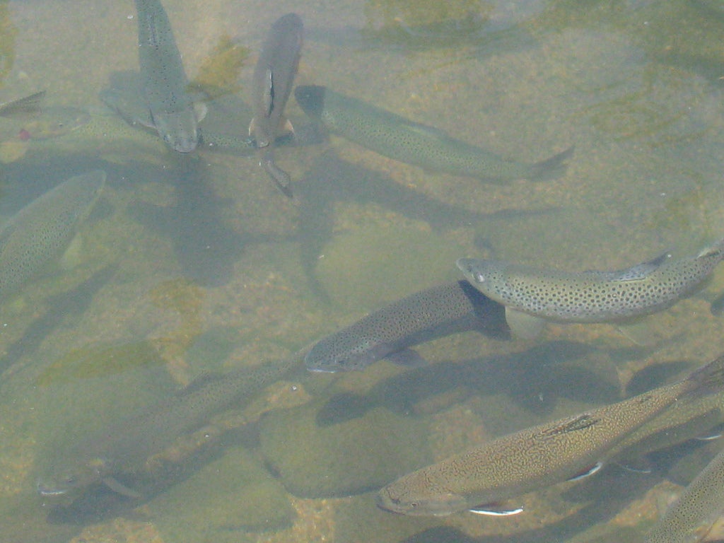 Officials Save Thousands of Fish from Arizona Wildfires