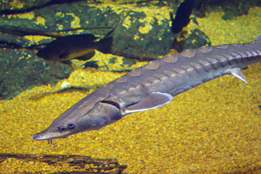 Endangered Atlantic Sturgeon Get New Protection