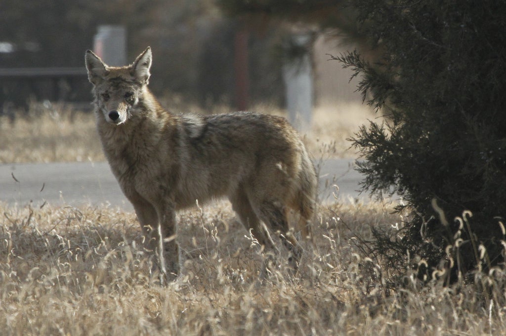 "Zombie Coyotes" Spotted In Chicago Suburbs