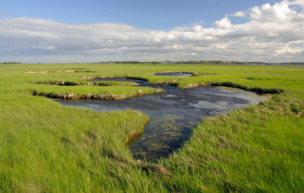 Mass Salt Marshes Are "Underrated Environmental Heroes"
