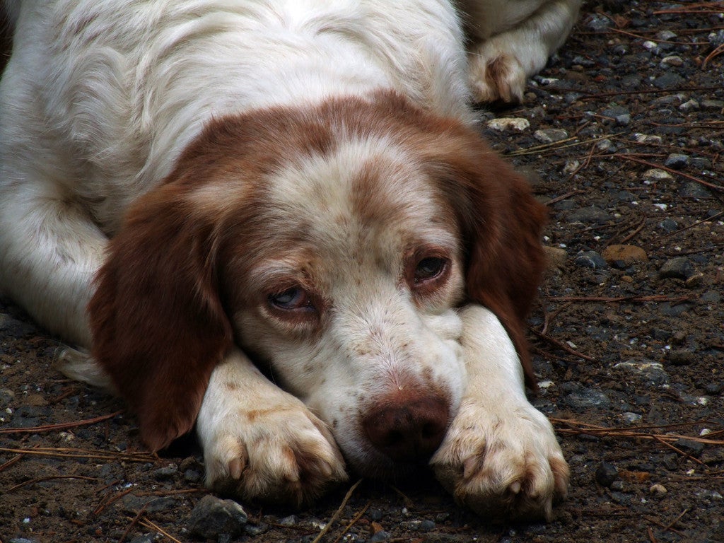 How to Save Your Dog’s Life