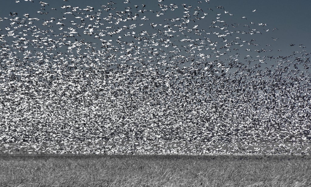 Best Fall Bird Migration Hiking