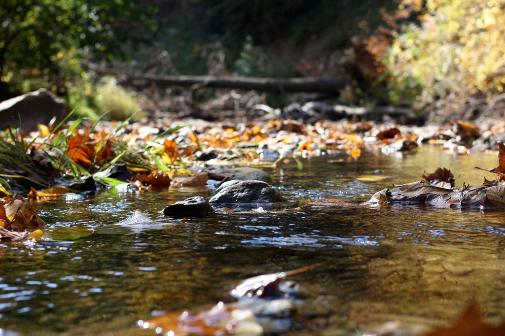 A Peek into the Magic of Forest Preserves' Digital Map