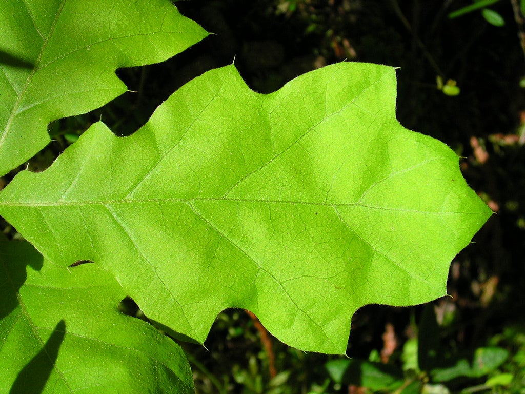 Oak-Killing Fungus Spreading Across New York