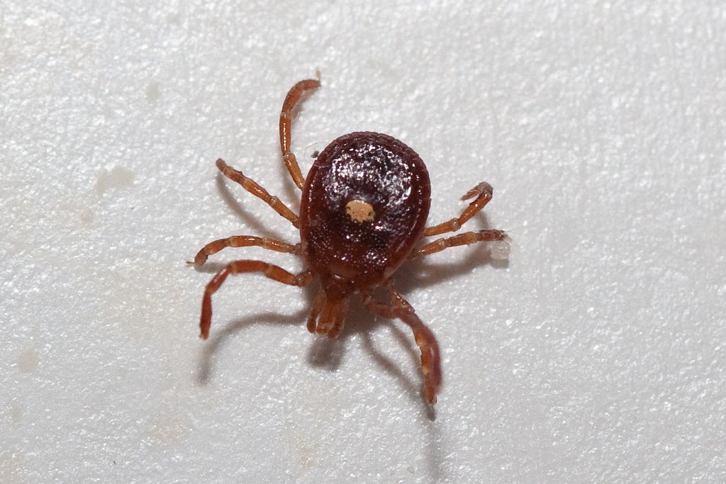 A Peek at the U.S. National Tick Collection