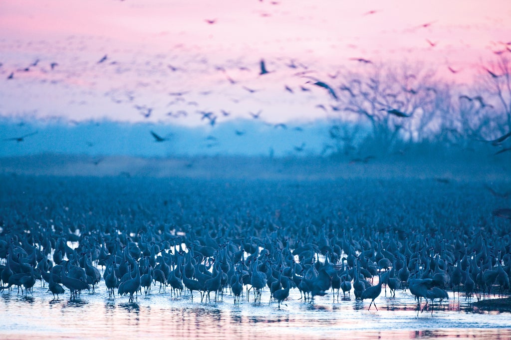 Camp With 10,000 Birds During the Sandhill Crane Migration in Nebraska