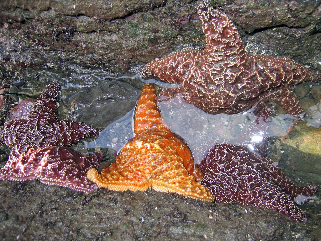 Sea Stars Slowly Returning After Mysterious Die-off