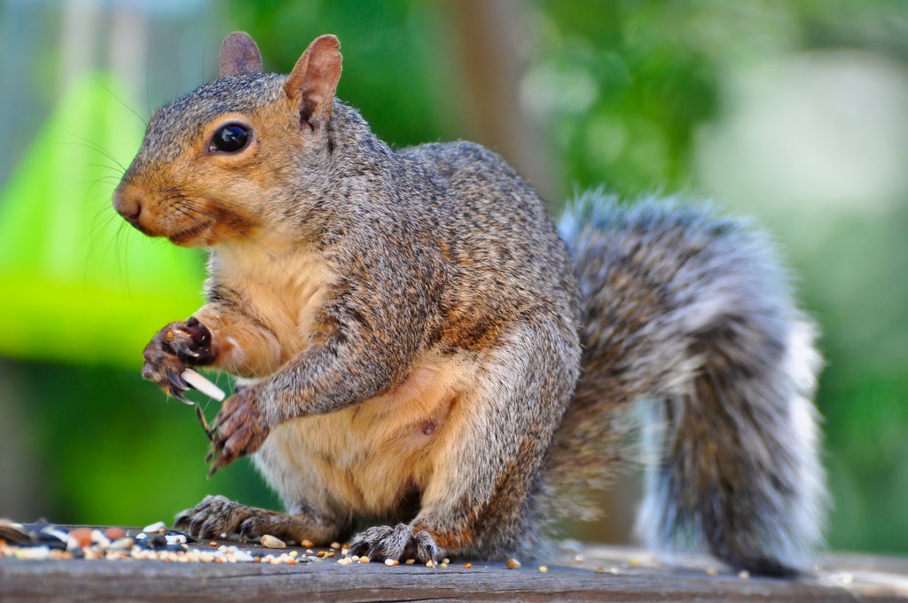 Atlanta's Squirrel Census Goes National