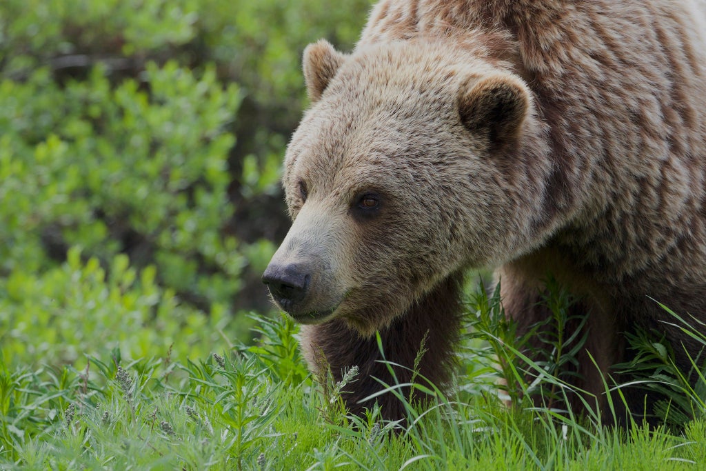 Zinke Announces Support for Grizzly Reintroduction in North Cascades