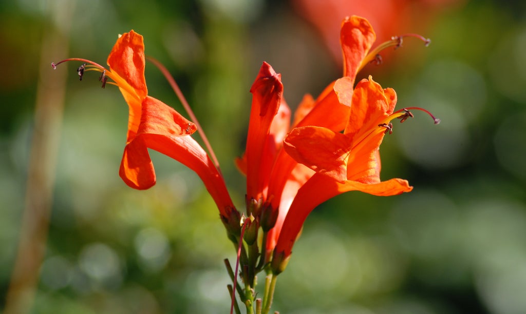Maps Show Just How Early Spring is This Year