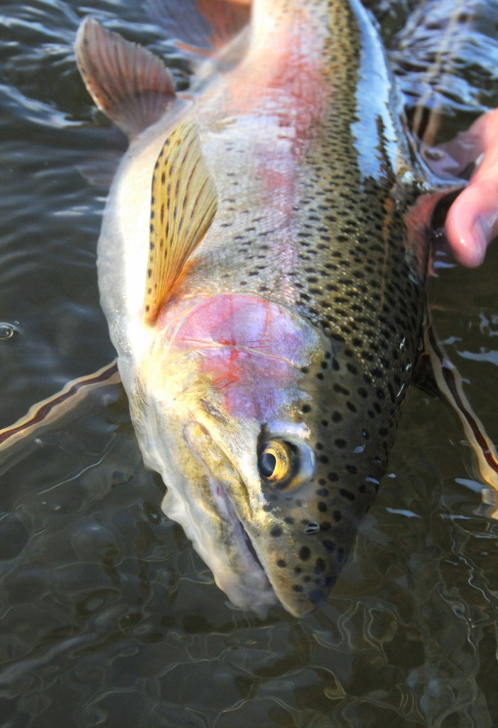 Trout Season Around the Corner in DuPage County
